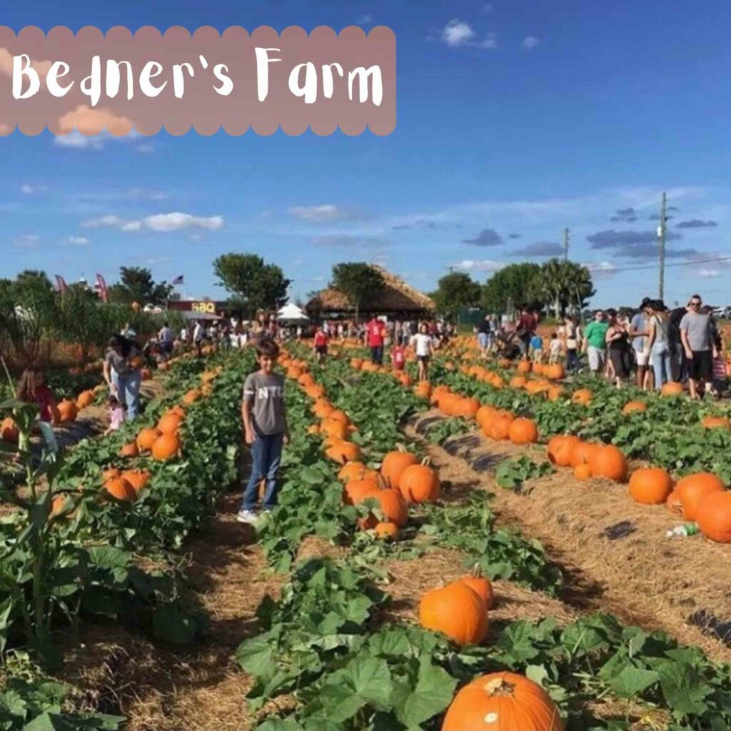Pumpkin Patch Miami - Miami con Hijos