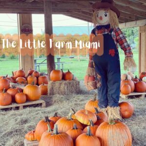 Pumpkin Patch Miami - Miami con Hijos